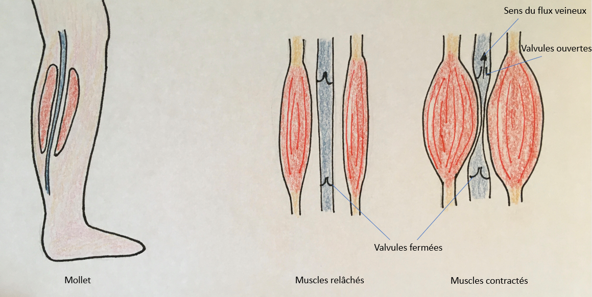 Pathologies - Dr Florence De Dobbeleer